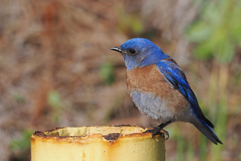 Calendar - TOGETHER Bay Area